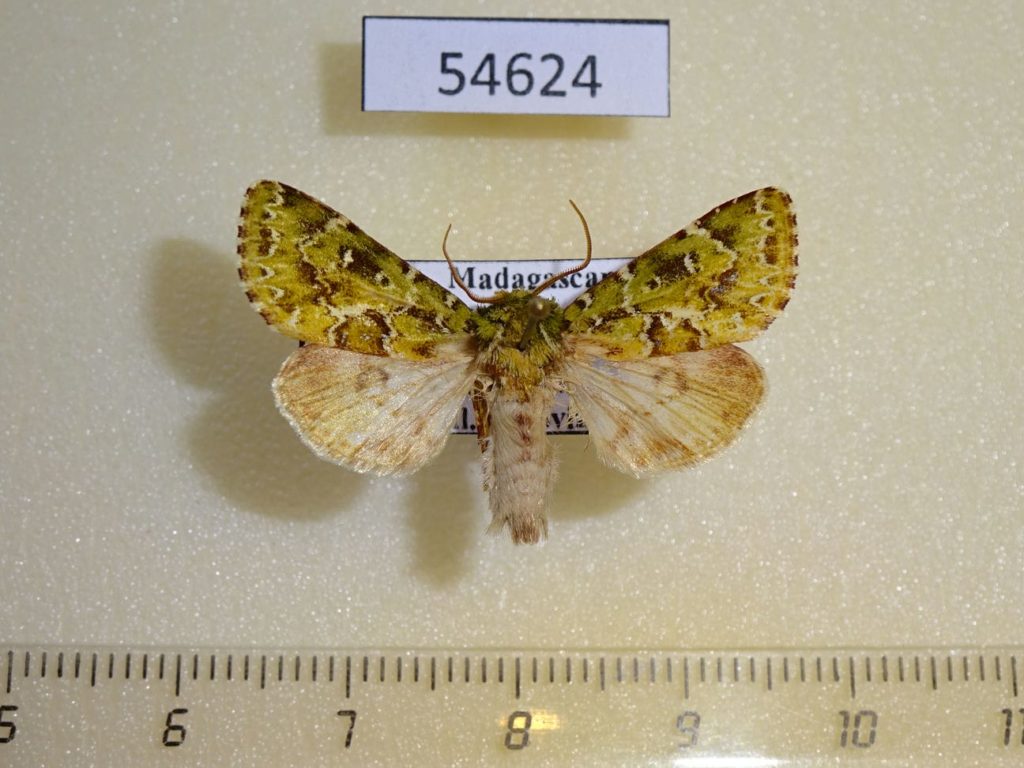 Noctuidae Nyodes virescens Madagascar - Fareastinsects