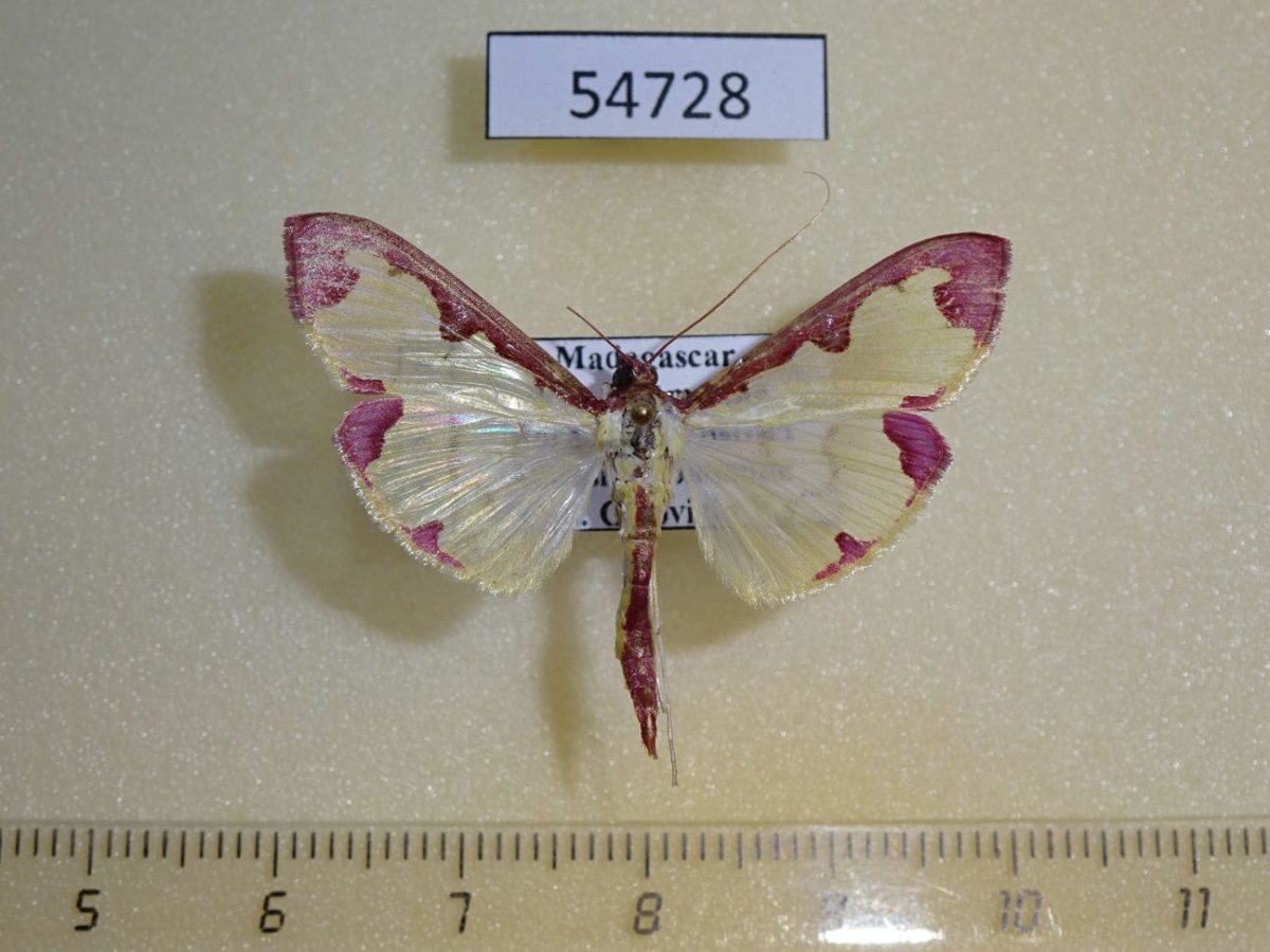 Crambidae Cadarena pudoraria Madagascar - Fareastinsects