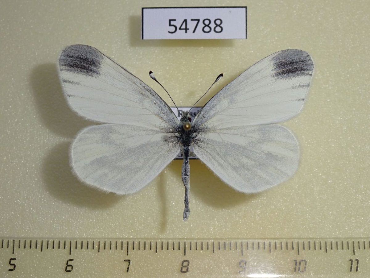 Pieridae Leptidea sinapis Krasnoyarsk reg. - Fareastinsects
