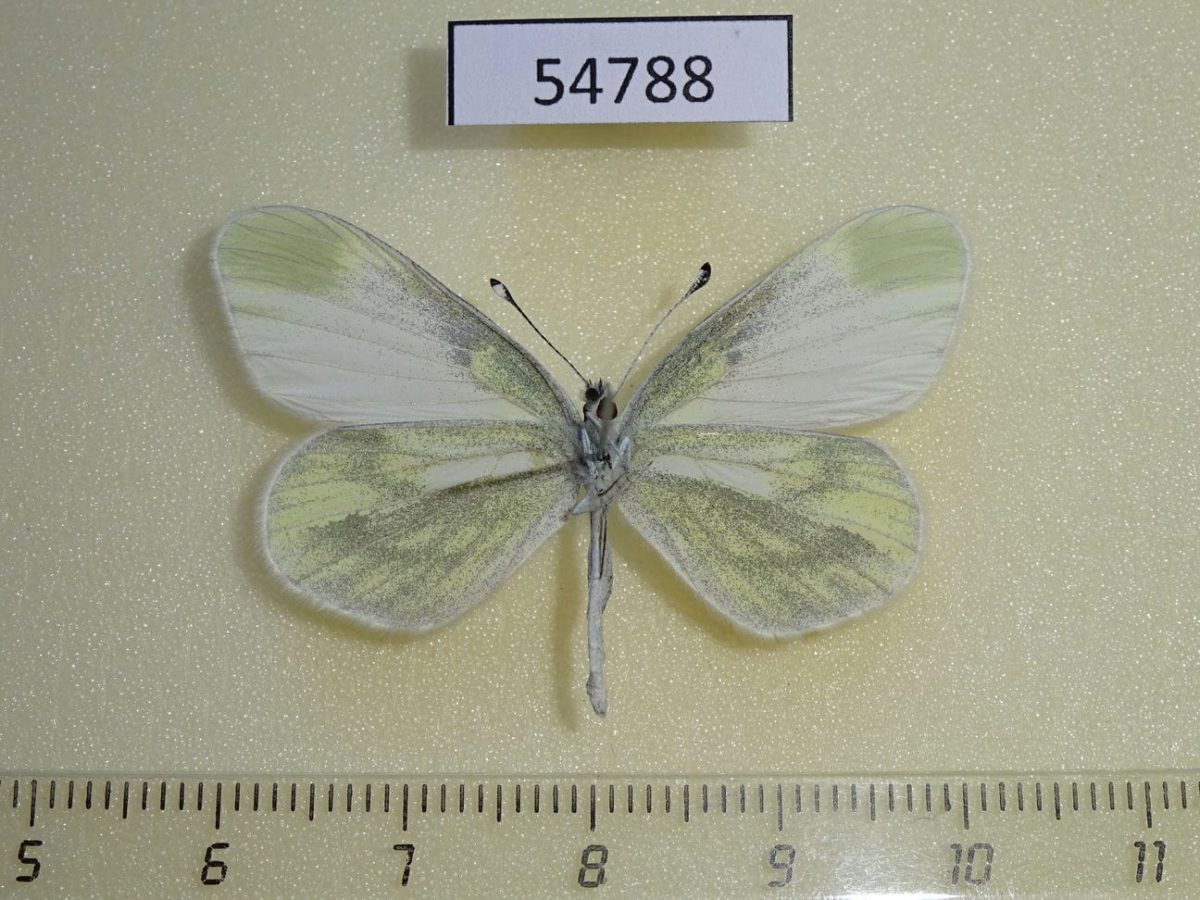 Pieridae Leptidea sinapis Krasnoyarsk reg. - Fareastinsects
