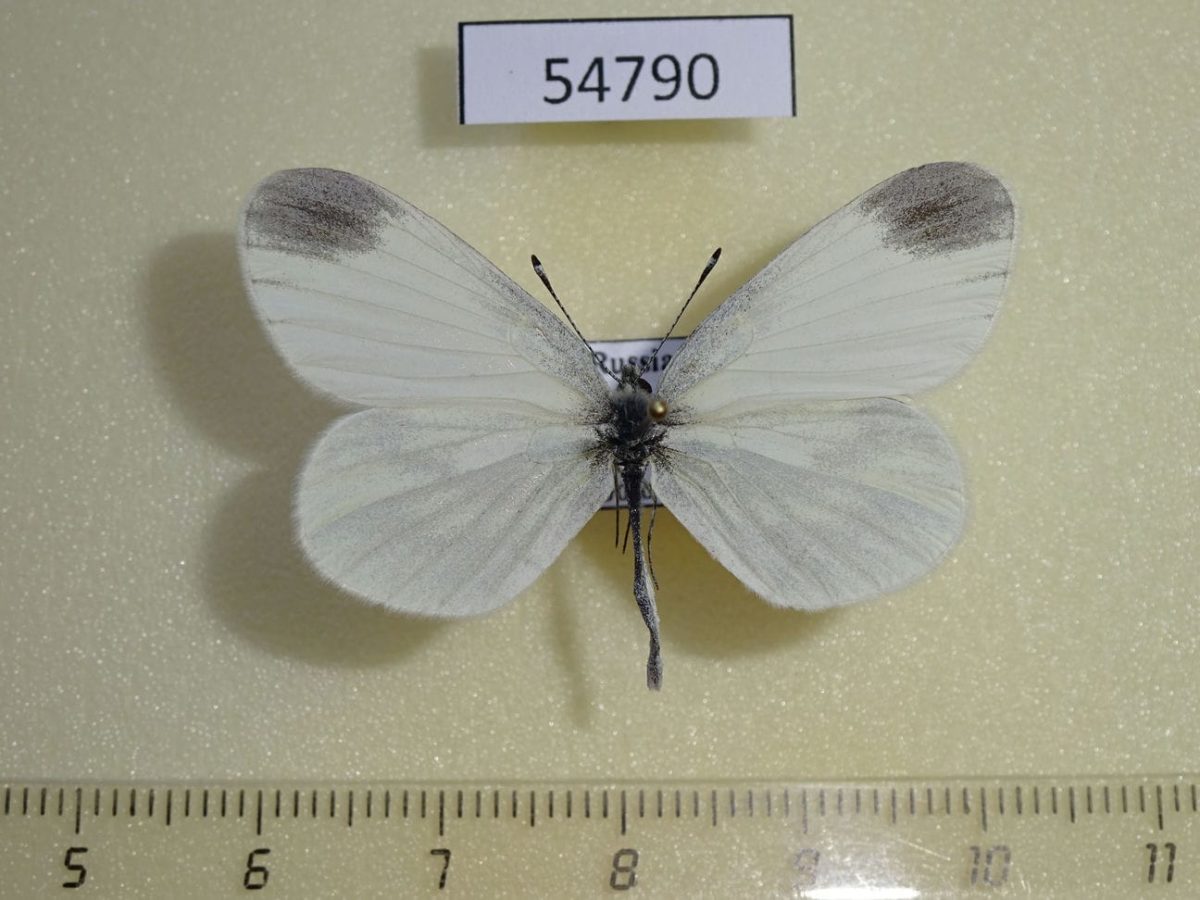 Pieridae Leptidea sinapis Krasnoyarsk reg. - Fareastinsects