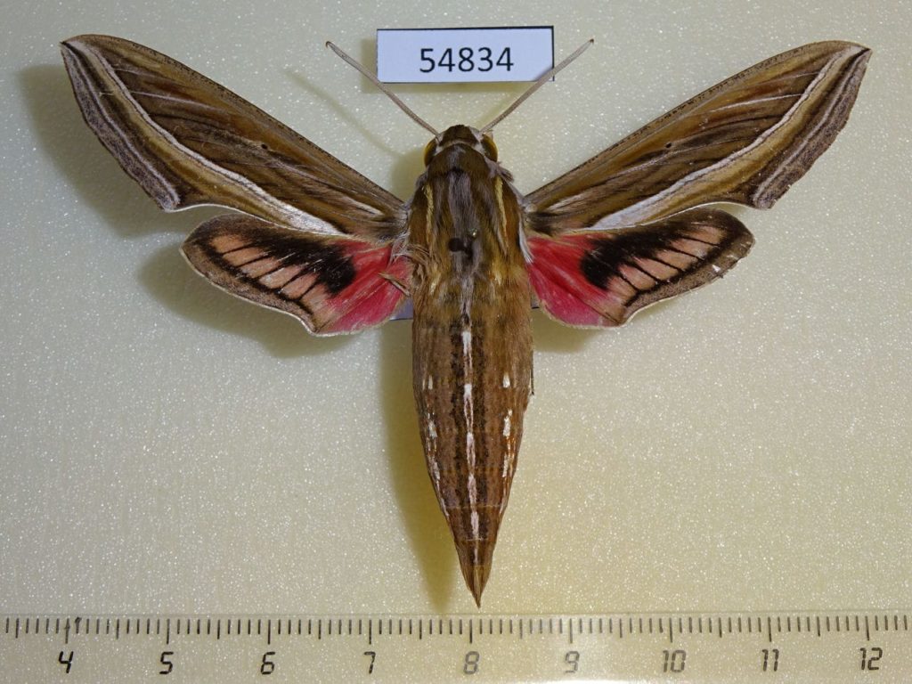 Sphingidae Hippotion celerio f Madagascar - Fareastinsects