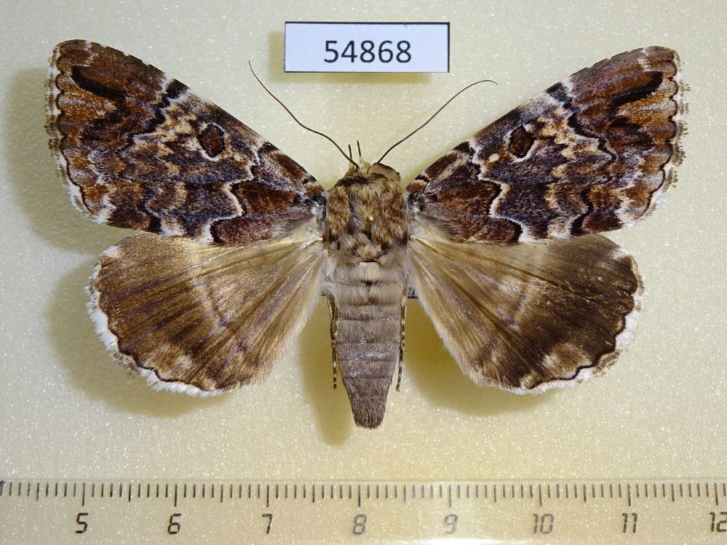 Noctuidae Tolna sypnoides Madagascar - Fareastinsects