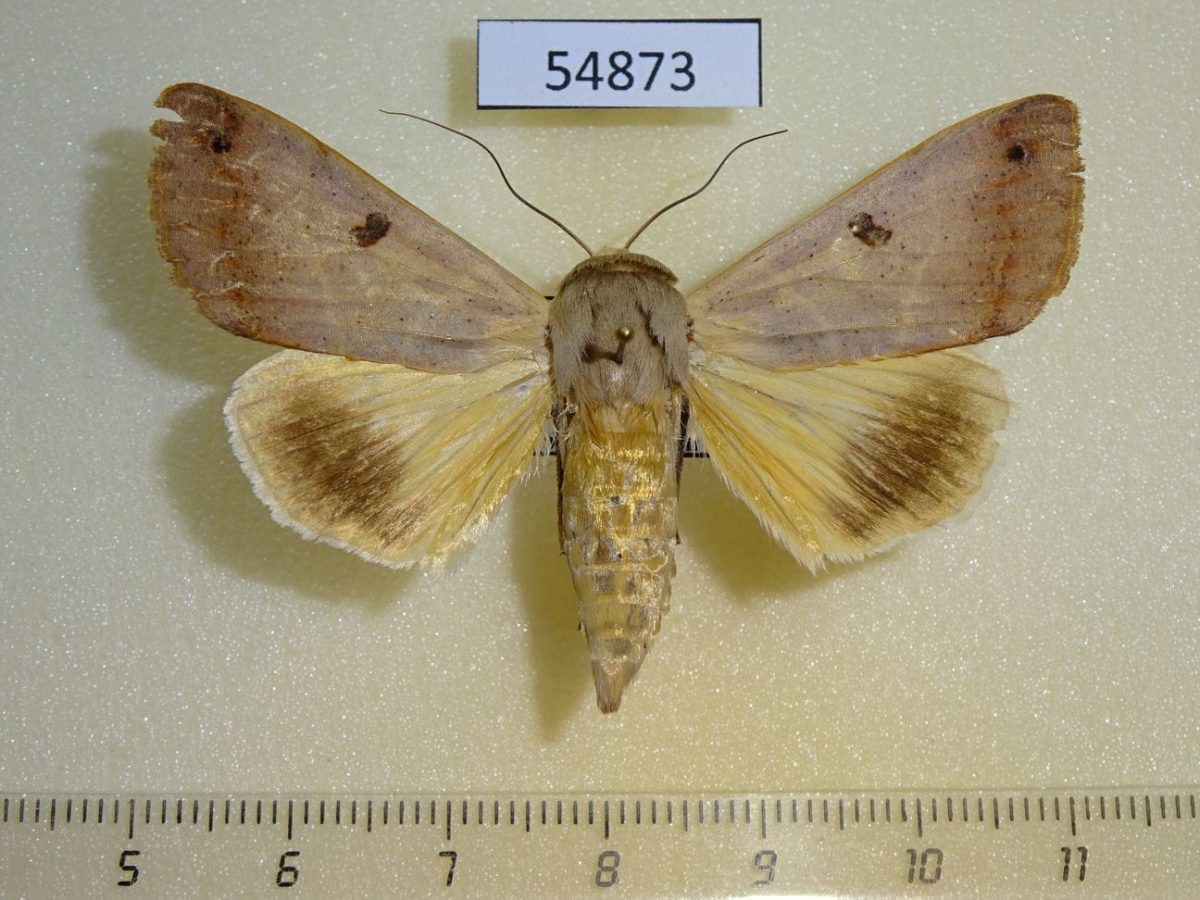Noctuidae Ophiusa waterloti Madagascar - Fareastinsects