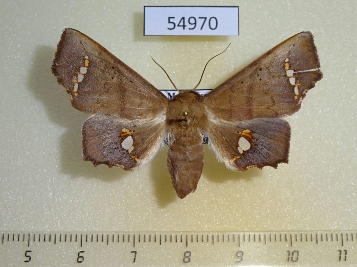 Noctuidae Episparis vitrea f Madagascar - Fareastinsects