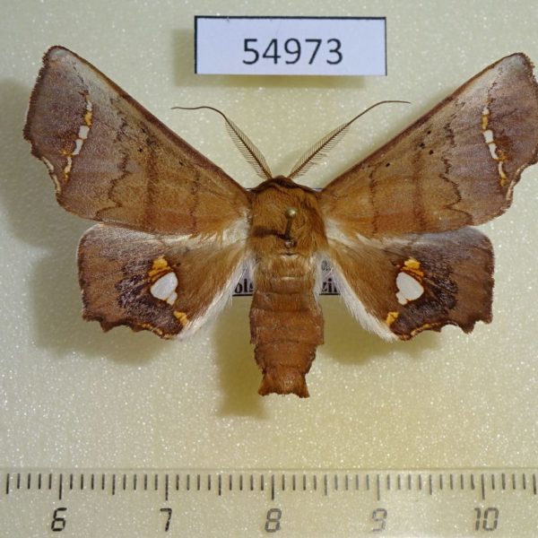 Noctuidae Episparis vitrea Madagascar - Fareastinsects
