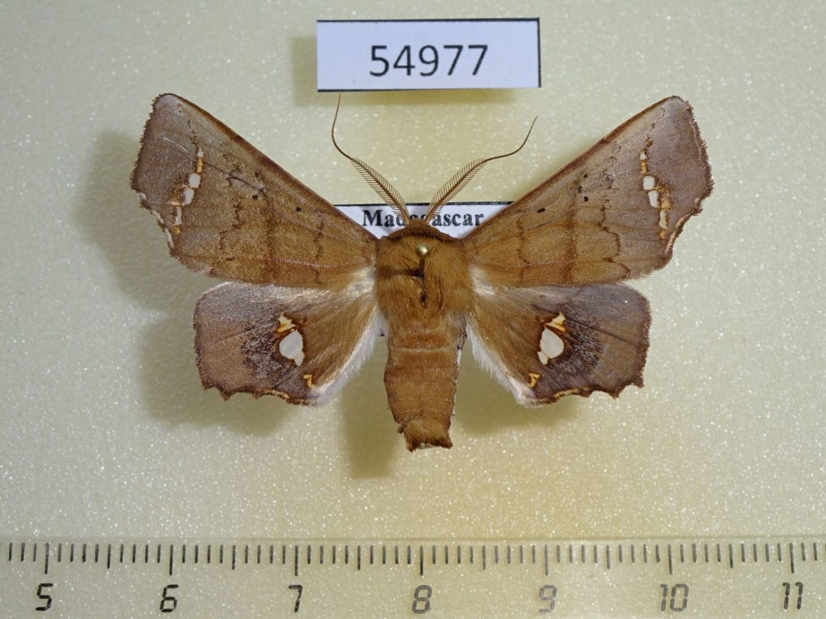 Noctuidae Episparis vitrea Madagascar - Fareastinsects