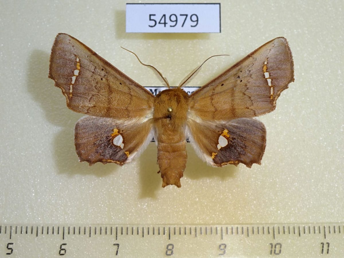 Noctuidae Episparis vitrea Madagascar - Fareastinsects
