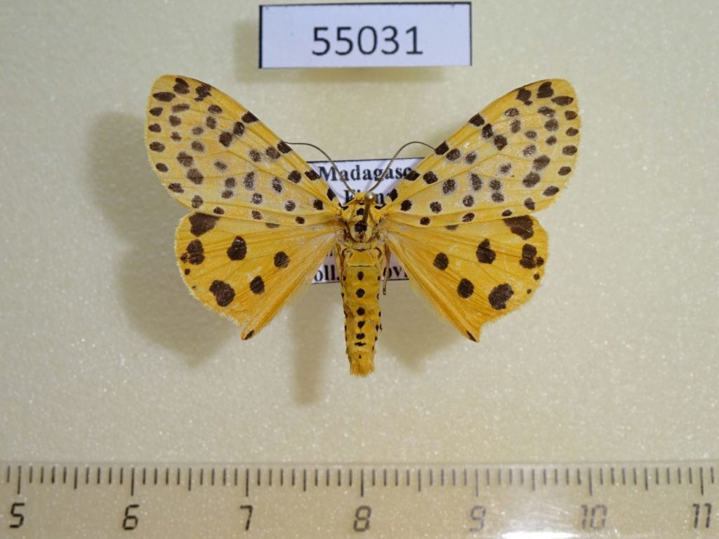 Arctiidae Argina astrea Madagascar - Fareastinsects