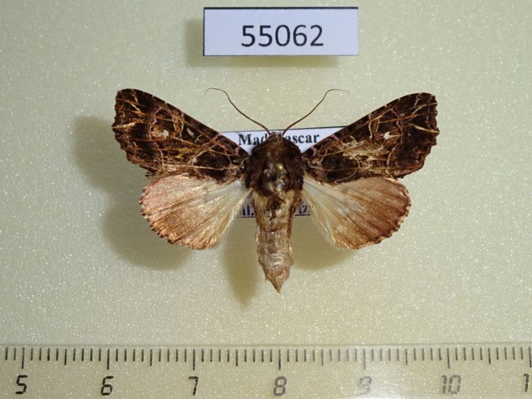 Noctuidae Callopistria pauliani Madagascar - Fareastinsects