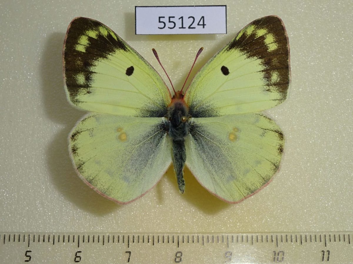 Pieridae Colias hyale Krasnoyarsk reg. - Fareastinsects