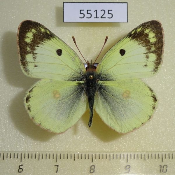 Pieridae Colias hyale Krasnoyarsk reg. - Fareastinsects