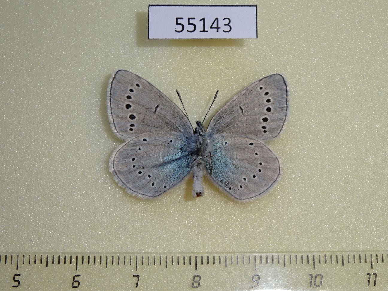 Lycaenidae Glaucopsyche lycormas Krasnoyarsk reg. - Fareastinsects