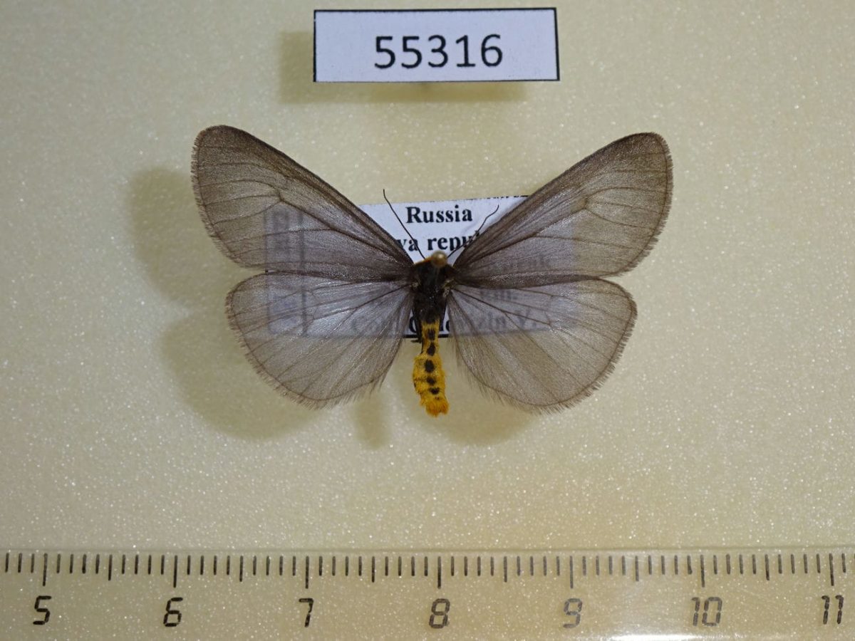 Arctiidae Dodia diaphana Tyva rep. - Fareastinsects