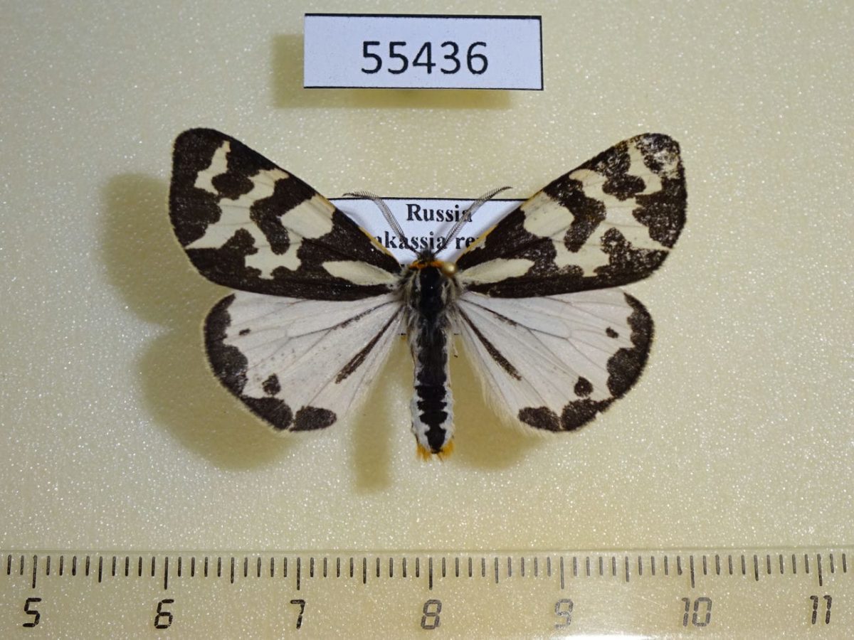 Arctiidae Parasemia plantaginis Khakassia rep. - Fareastinsects