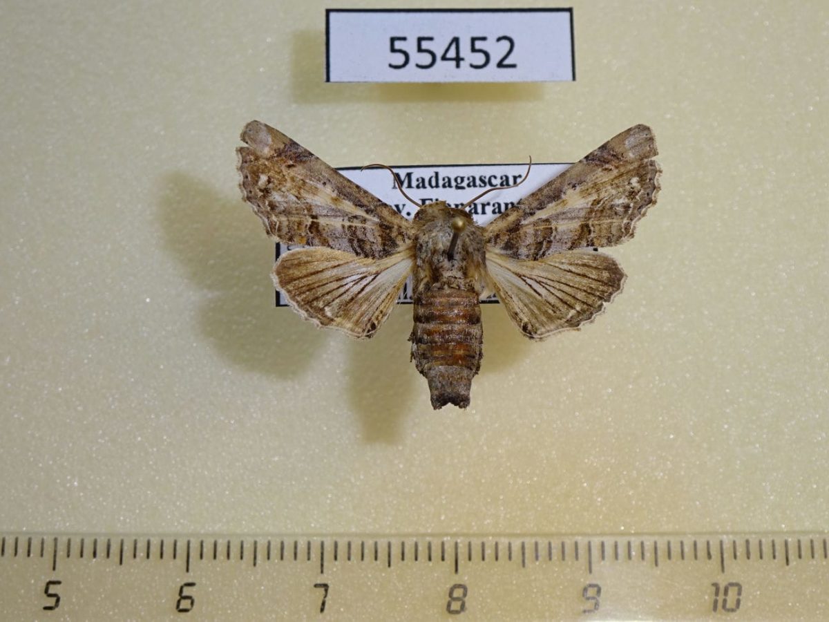 Euteliidae Eutelia gaedei Madagascar - Fareastinsects