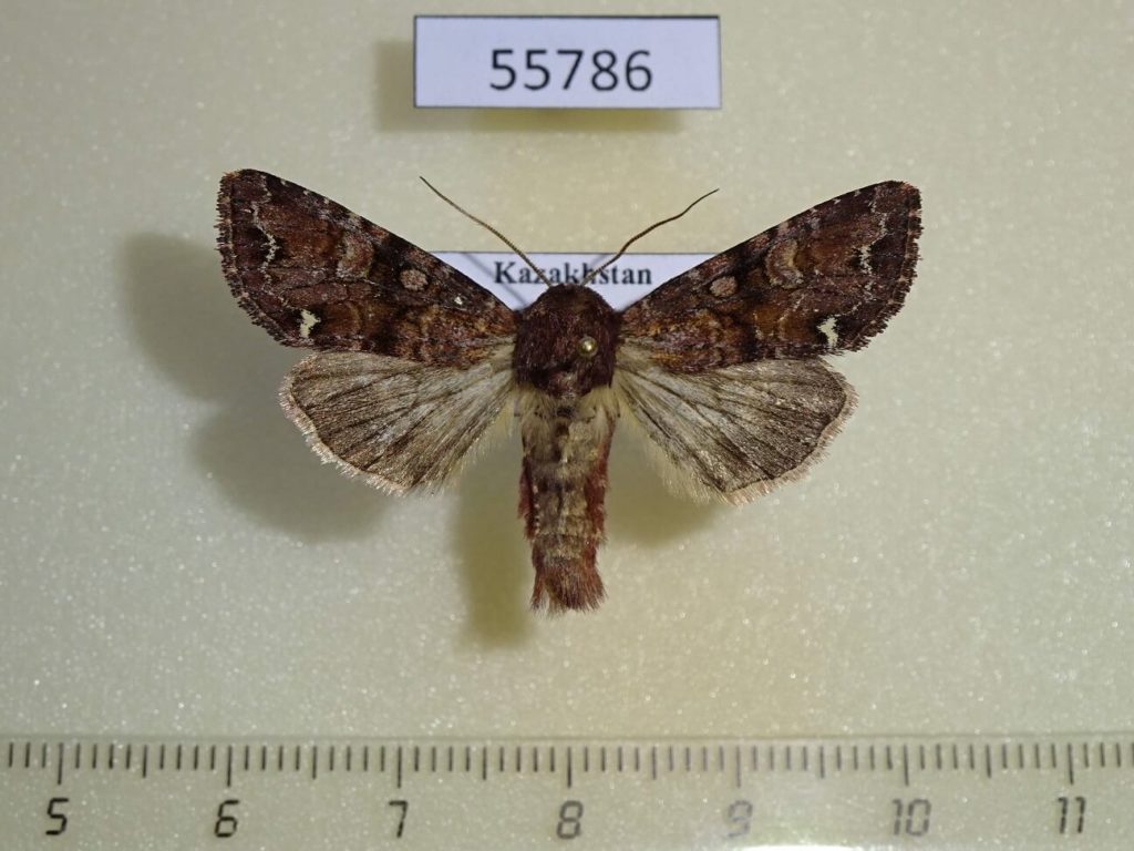 Noctuidae Ceramica pisi Kazakhstan - Fareastinsects