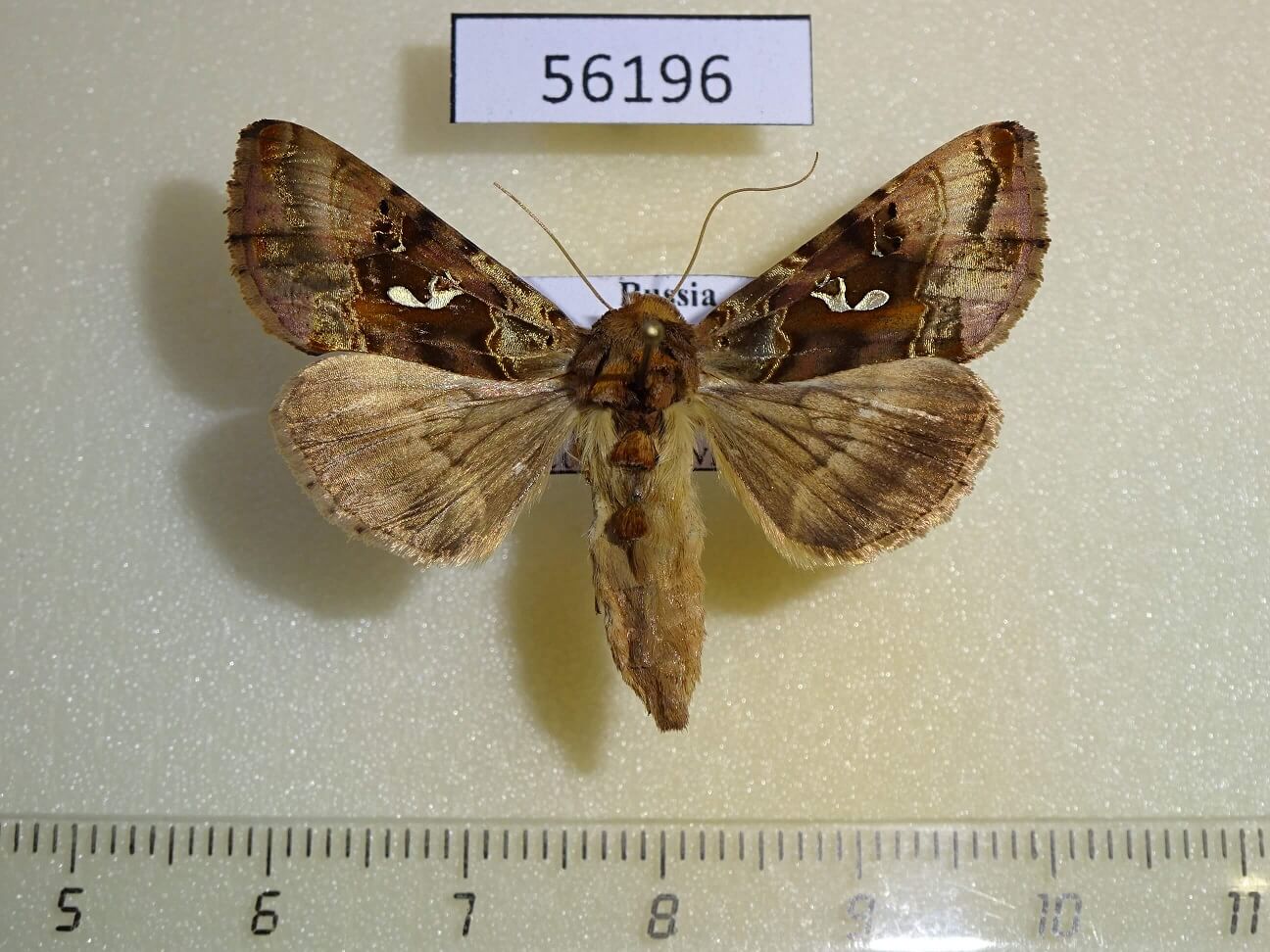 Noctuidae Autographa macrogamma f Transbaikal reg. - Fareastinsects
