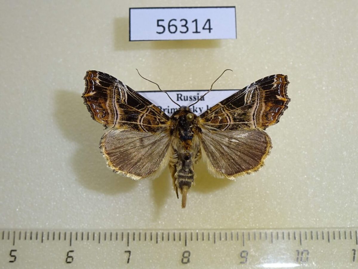 Noctuidae Callopistria repleta Primorye - Fareastinsects