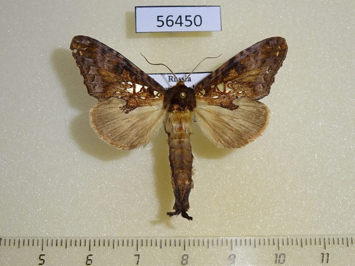 Notodontiidae Spatalia plusiotis Primorye - Fareastinsects