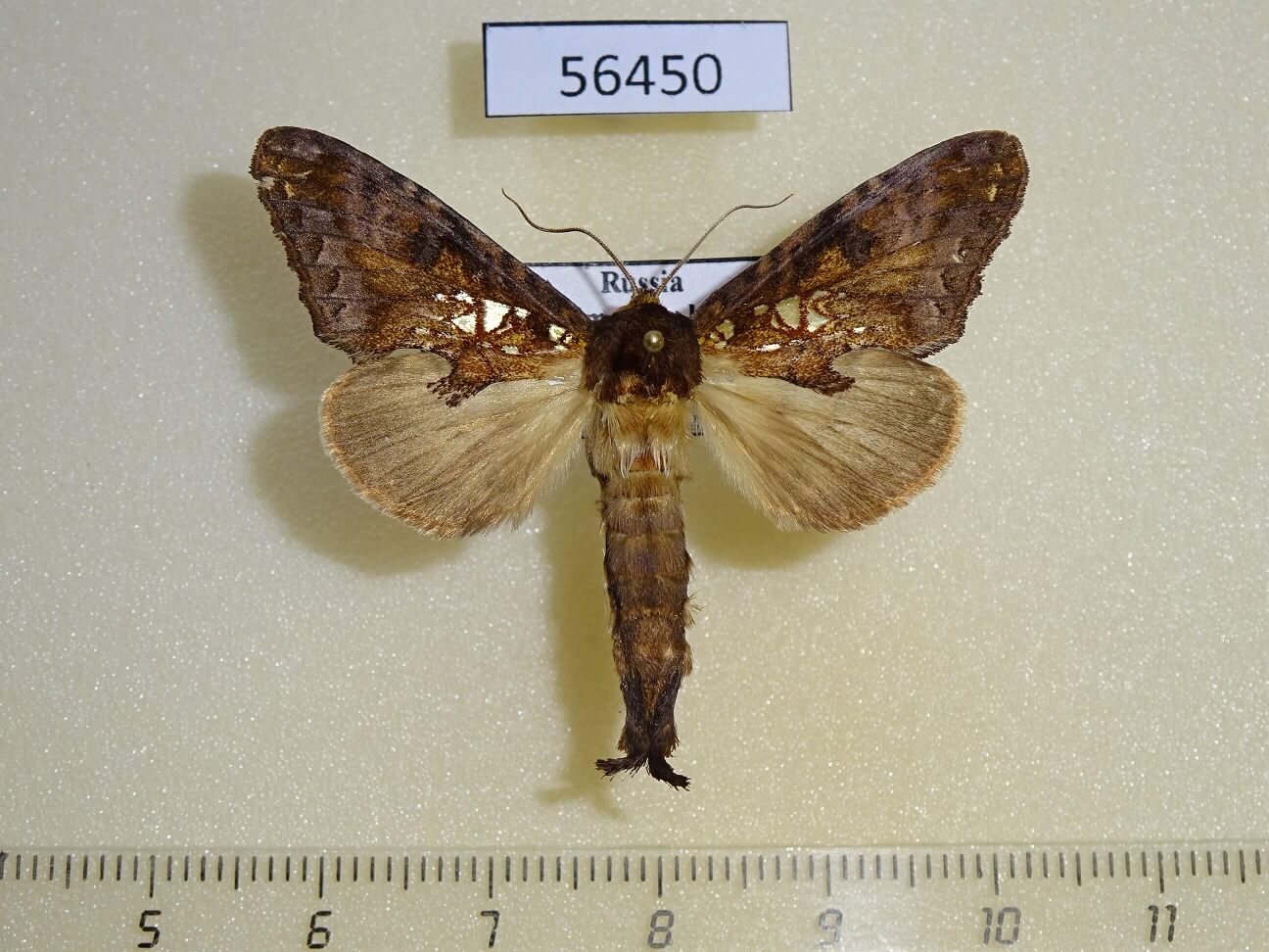 Notodontiidae Spatalia plusiotis Primorye - Fareastinsects