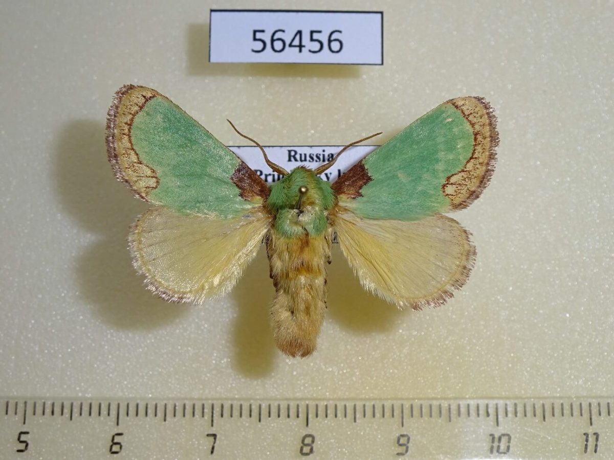 Limacodidae Latoia consocia Primorye - Fareastinsects