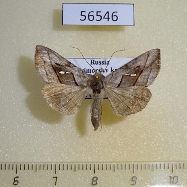 Noctuidae Macdunnoughia purissima Primorye - Fareastinsects