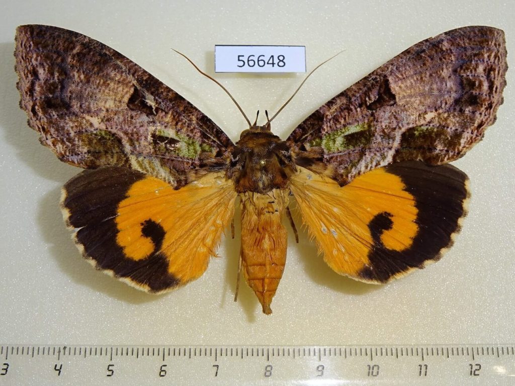 Noctuidae Eudocima imperator f Madagascar - Fareastinsects
