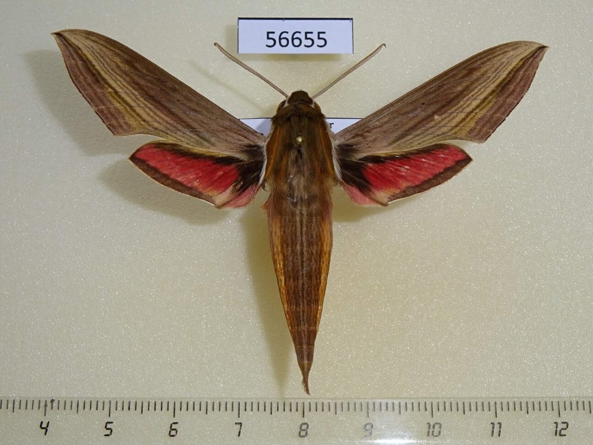 Sphingidae Hippotion eson Madagascar - Fareastinsects