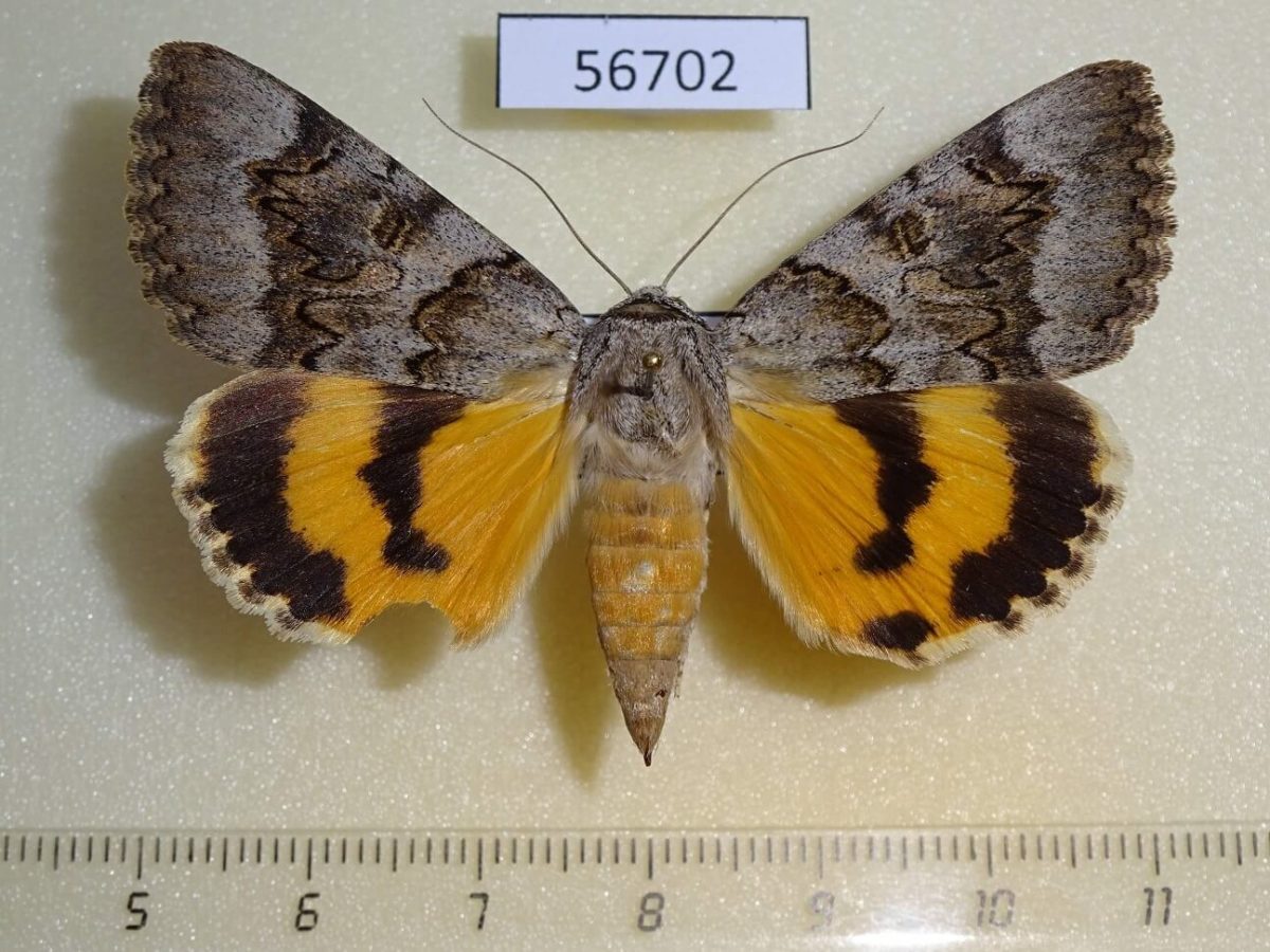 Noctuidae Catocala neonympha f Kazakhstan - Fareastinsects