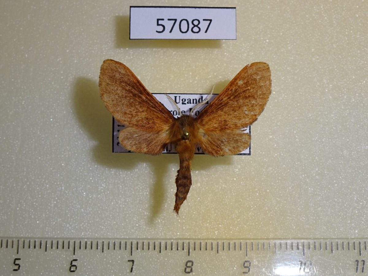Arctiidae Metarctia fako Uganda - Fareastinsects