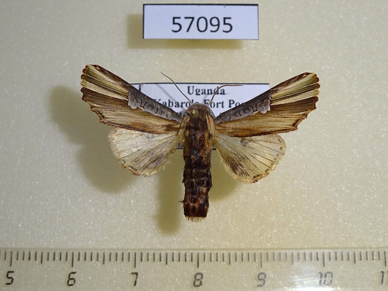 Noctuidae Cetola costata Uganda - Fareastinsects
