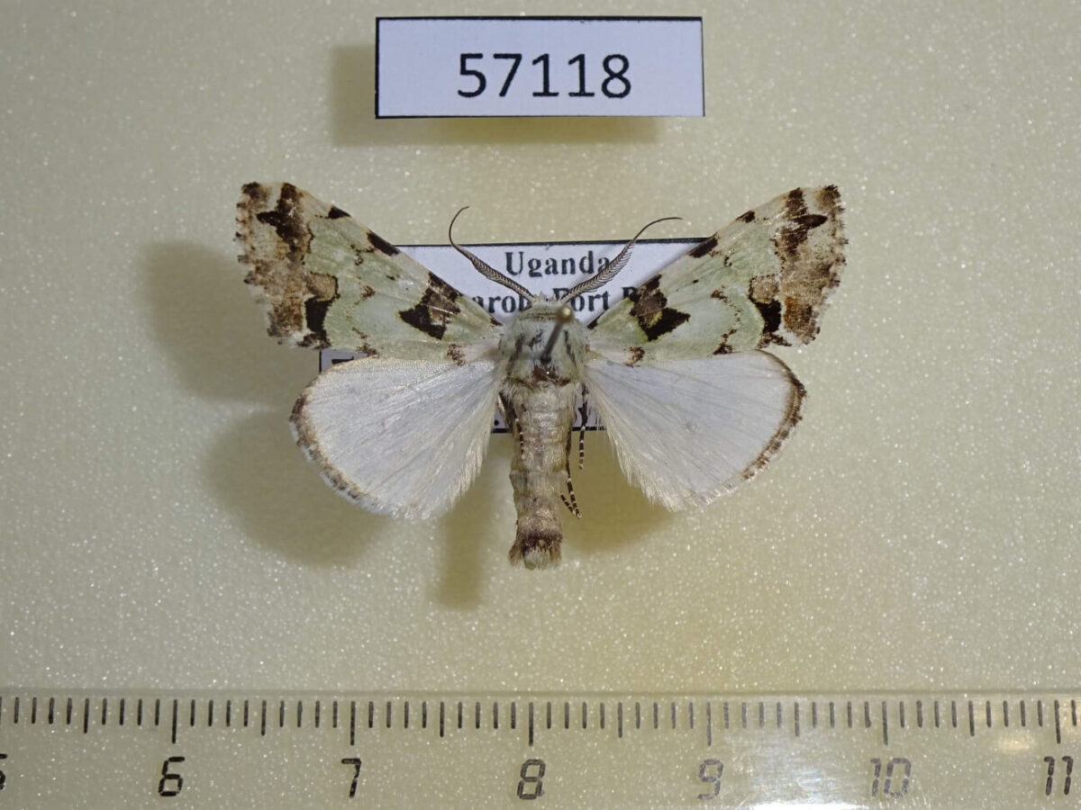 Noctuidae Halochroa aequatoria Uganda - Fareastinsects