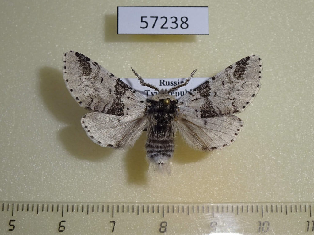 Notodontiidae Furcula bicuspis Tyva rep. - Fareastinsects