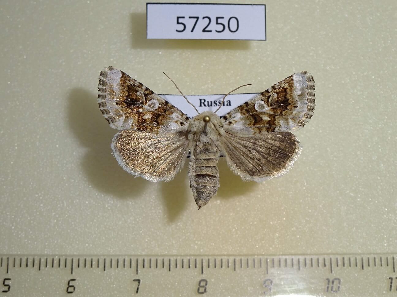 Noctuidae Hadena aberrans f Tyva rep. - Fareastinsects