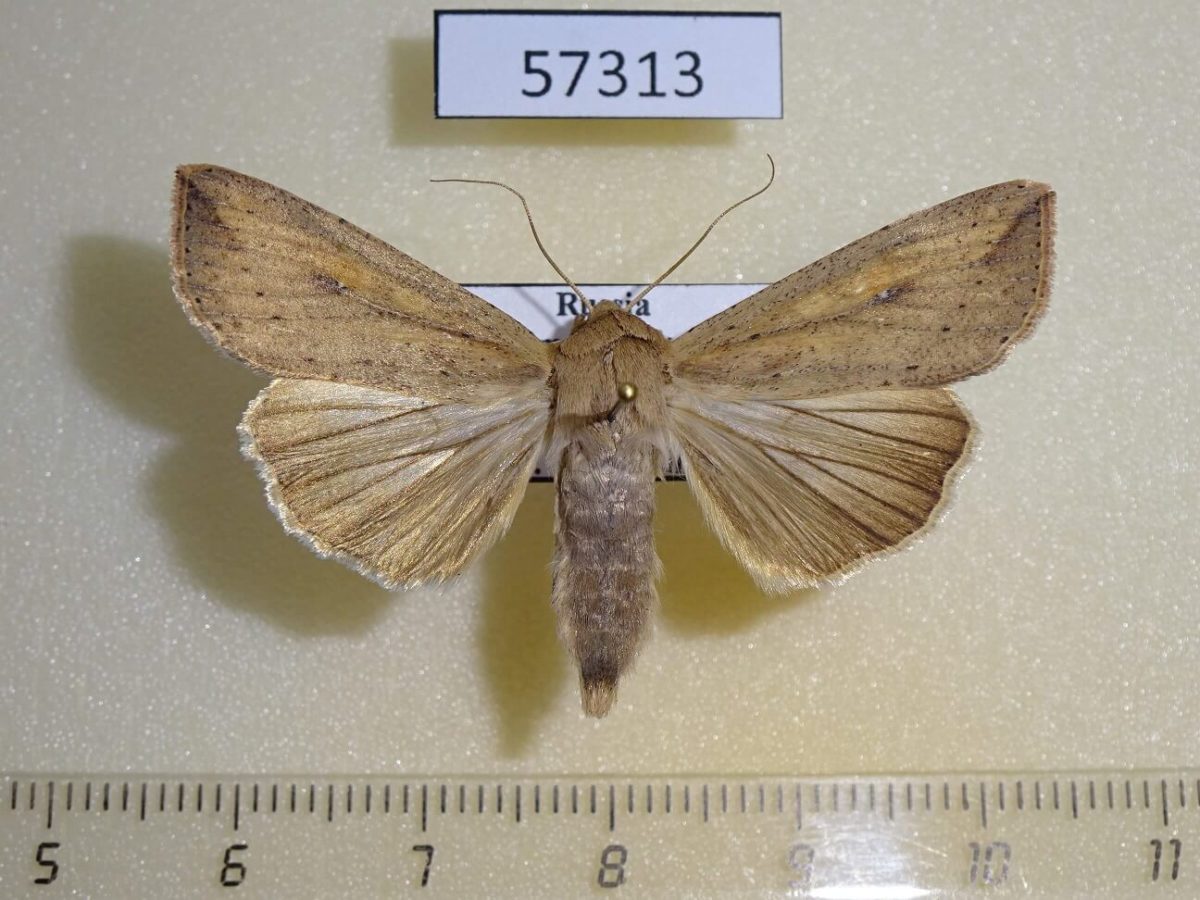 Noctuidae Mythimna separata Primorye - Fareastinsects