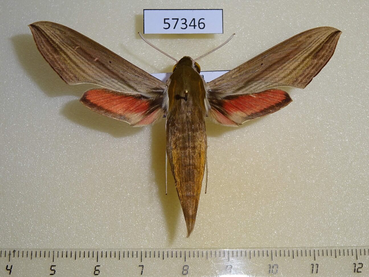 Sphingidae Hippotion eson Uganda - Fareastinsects