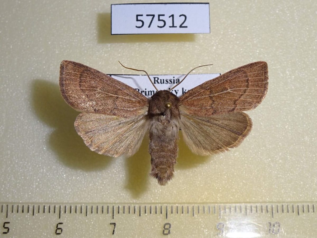 Noctuidae Mythimna inanis Primorye - Fareastinsects