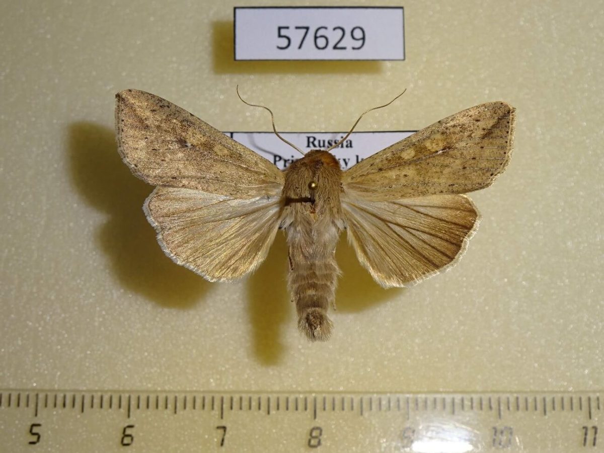 Noctuidae Mythimna separata Primorye - Fareastinsects