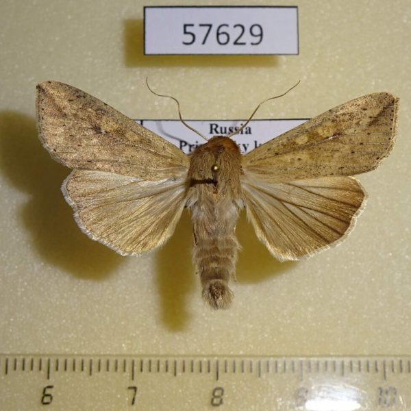 Noctuidae Mythimna radiata Primorye - Fareastinsects