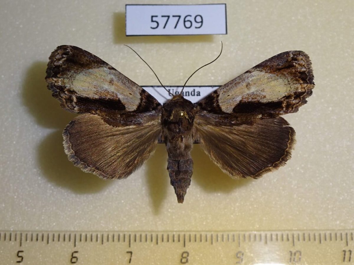 Noctuidae Ercheia subsignata Uganda - Fareastinsects