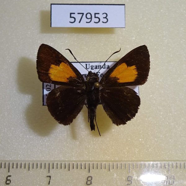 Hesperidae Pardaleodes sator Uganda - Fareastinsects