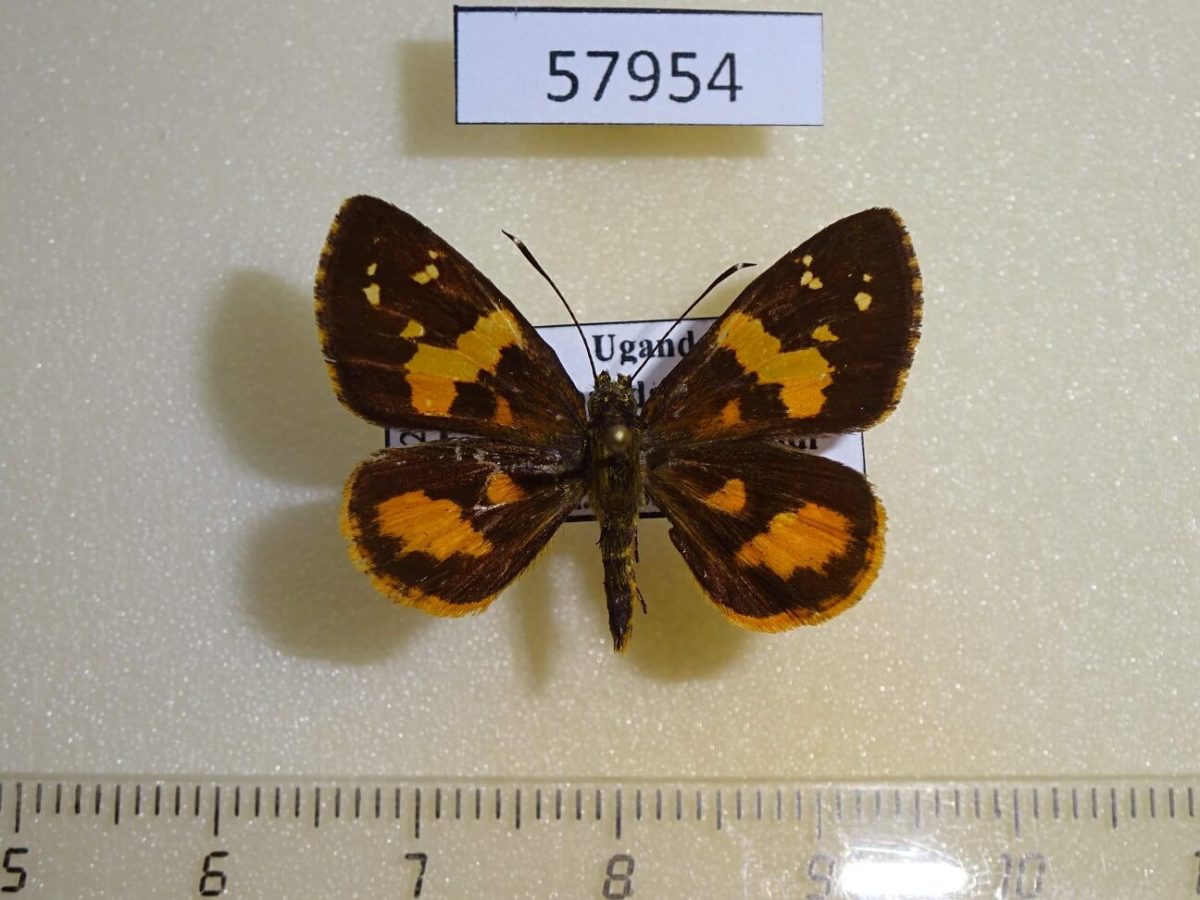 Hesperiidae Pardaleodes sator Uganda - Fareastinsects