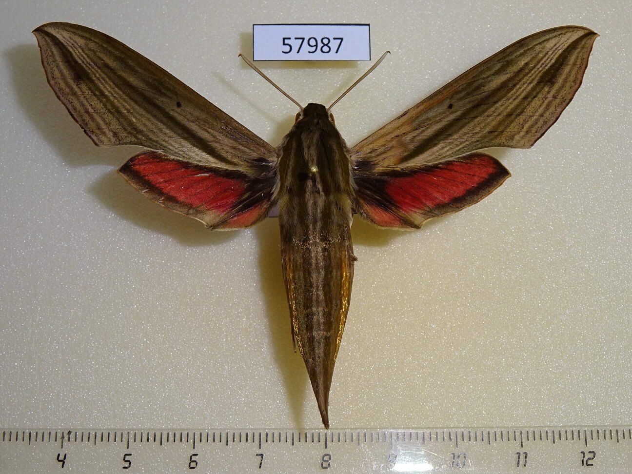 Sphingidae Hippotion eson f Uganda - Fareastinsects