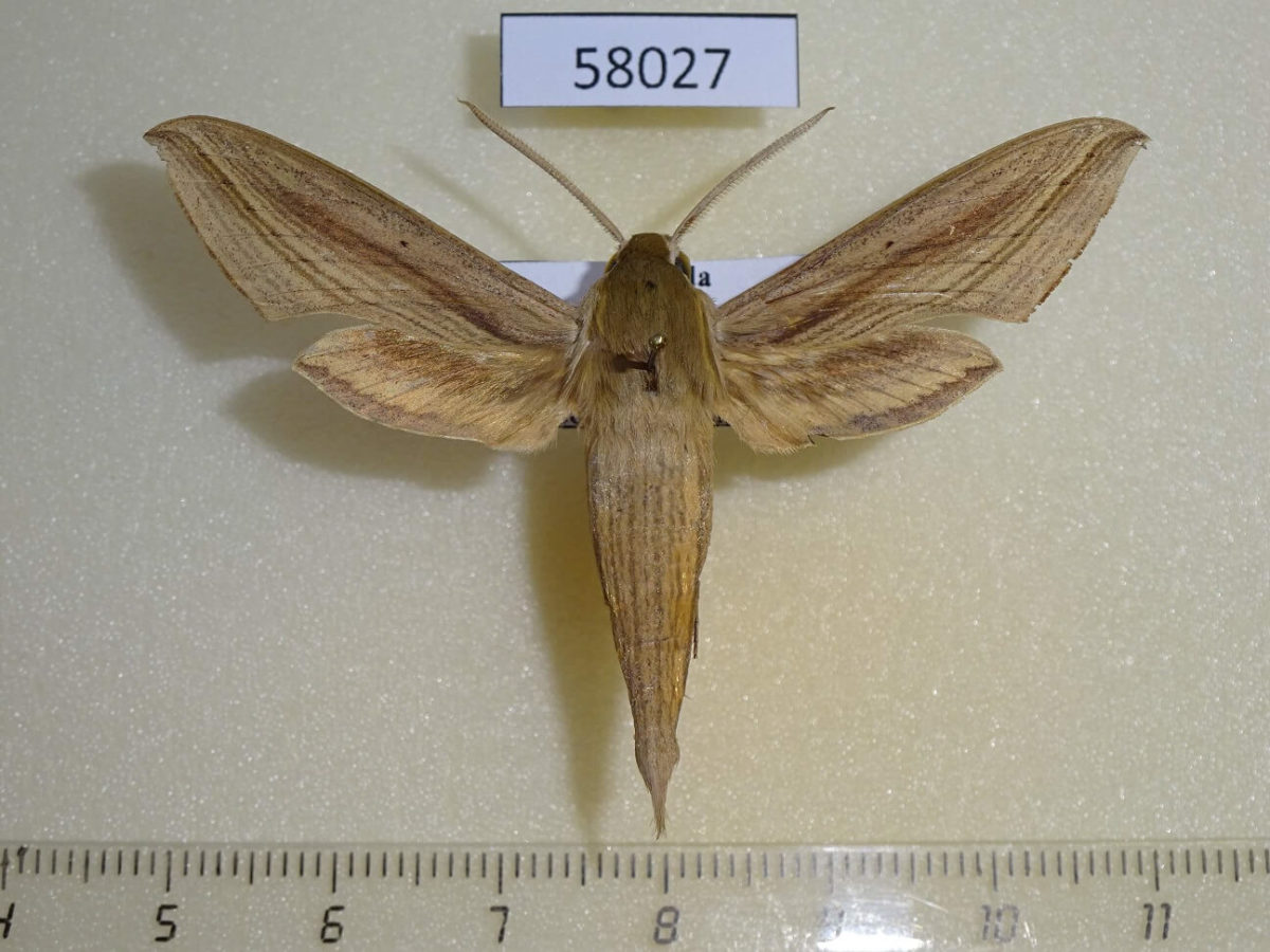Sphingidae Hippotion balsaminae Uganda - Fareastinsects