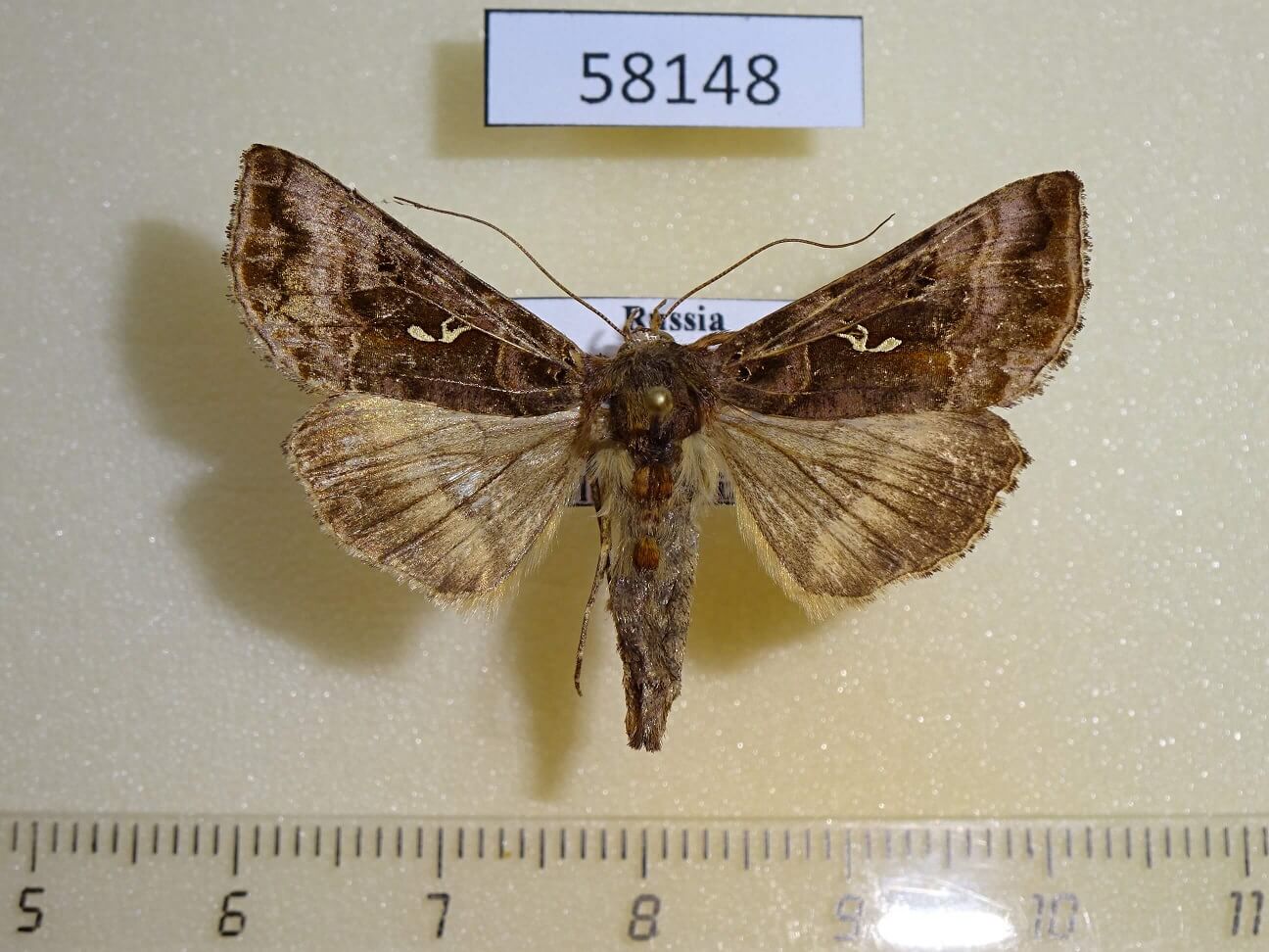 Noctuidae Autographa buraetica Krasnoyarsk reg. - Fareastinsects