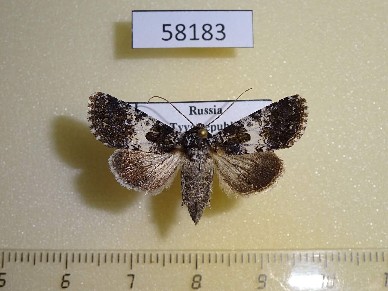 Noctuidae Hadena compta Tyva rep. - Fareastinsects