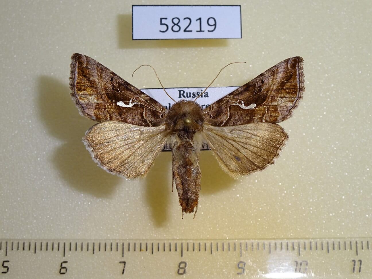 Noctuidae Autographa mandarina Khakassia rep. - Fareastinsects