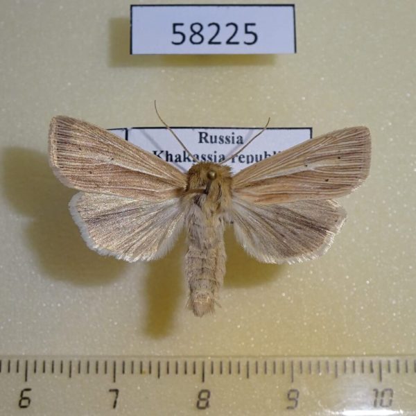 Noctuidae Mythimna opaca f Khakassia rep. - Fareastinsects