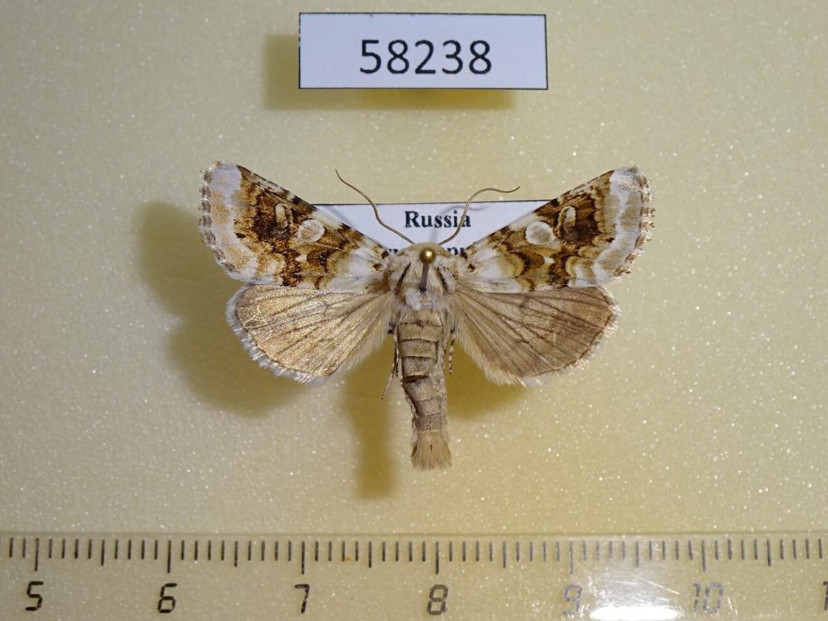 Noctuidae Hadena aberrans Tyva rep. - Fareastinsects